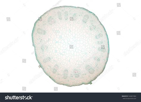 Стоковая фотография 544827484 Stem Typical Monocot Dicot Under Microscope Shutterstock