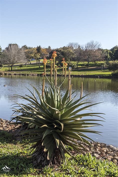 Aloe Sonstraal Dam 1720w Making Picture Perfect Memories For Life