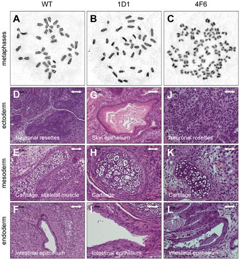Assessment Of Metaphase Chromosomes And Pluripotency A C Chromosome Download Scientific