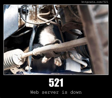 521 Web Server Is Down Status Code And Cats