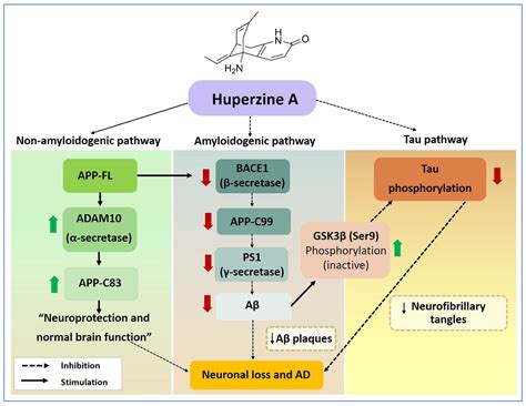 Huperzine A Regulates The Physiological Homeostasis Of Amyloid