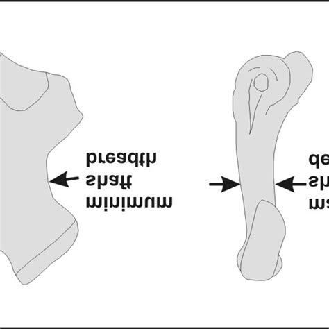 Migration Routes And Breeding Areas Of The Northwest Atlantic Harp Seal Download Scientific