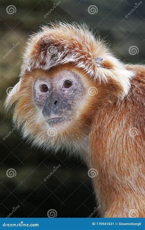 Langur Trachypithecus Auratus Stock Image Image Of Redhaired Javan