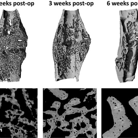three‐dimensional rendering of representative calluses scans at 7 μm