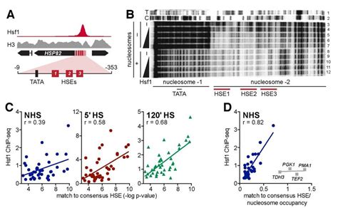 Hsf1 Dna Binding Is Impeded By Nucleosomes Both In Vitro And In Vivo Download Scientific