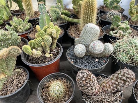 Chilango Las Plantas Más Fáciles De Cuidar Según Expertos Del Mercado