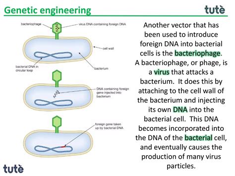 Bio Igcse Genetic Engineering Pdf
