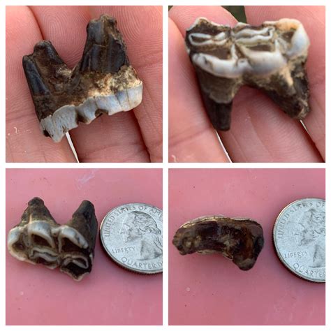 Fossilized Tooth Fossil Id The Fossil Forum