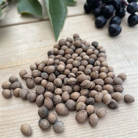 Tree Seeds For Sale In Canada Order Tree Seeds Oak Summit Nursery