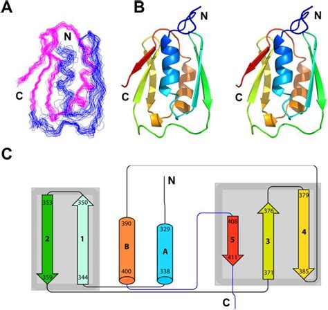 Nmr Structure Of Hlyiic A Best Fit Superposition For The Backbone