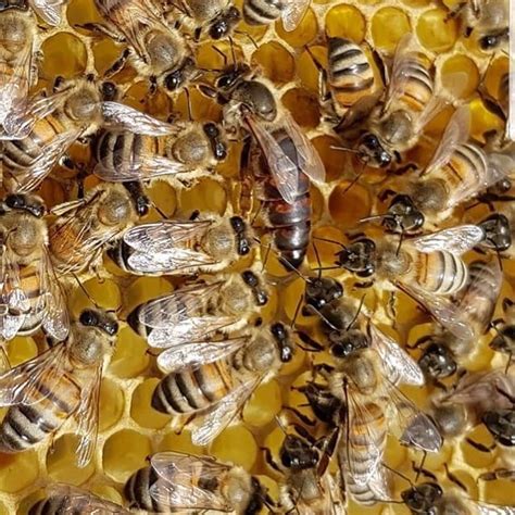 Байгалийн цэвэр зөгийн бал Home Facebook