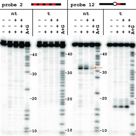 Examination Of Dcas9 Sgrna Interactions With Duplex And Mismatched Download Scientific Diagram