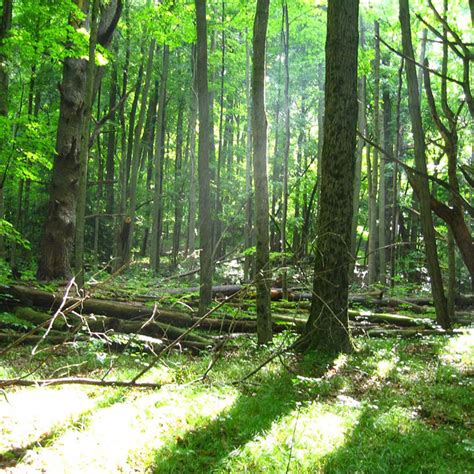 New Vegetation Index Spectral Evolution