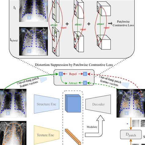 lung swapping autoencoder lsae consists of a structure encoder a