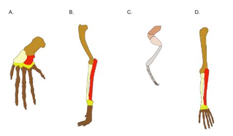Bio Chapter 5 Evolution Classificationbiodiversity Flashcards