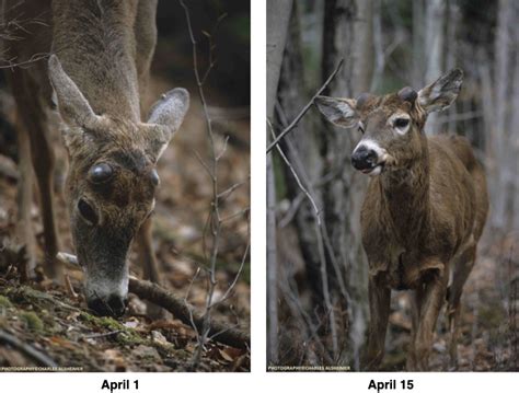 Axis Deer Antler Growth At Joshua Allingham Blog