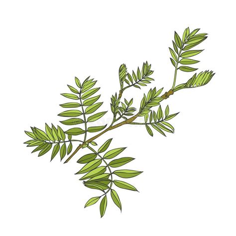 Vector Rowan Tree Plant Stock Vector Illustration Of Green 56494739
