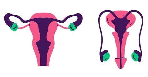 여성 남성 남성 여성 내부 장기 생식 기관 추상 개념 프리미엄 벡터