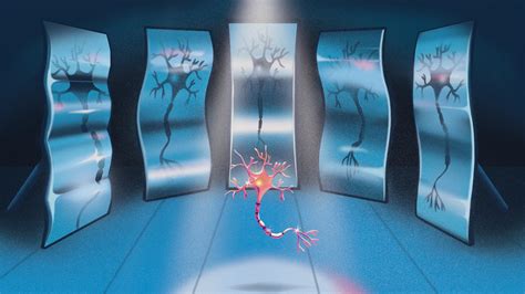 Overexposure Distorted The Science Of Mirror Neurons Quanta Magazine