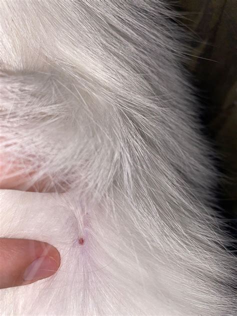 Болячка у кота бесплатная консультация ветеринара вопрос задан пользователем Мария Косенко