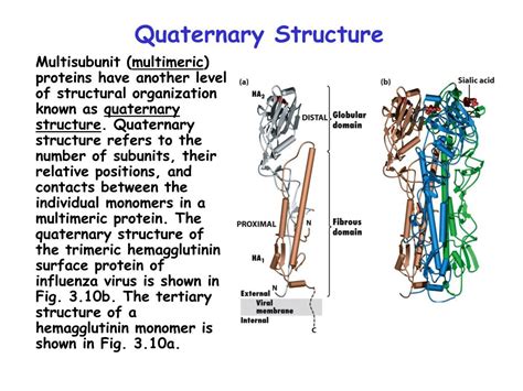 Ppt Chap 3 Protein Structure And Function Powerpoint Presentation Id