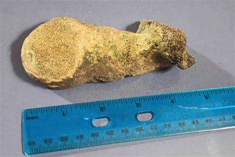 Help Identifying Fossil R Fossilhunting