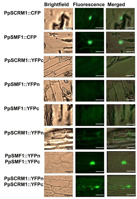Figure S9 Bimolecular Fluorescence Complementation Assays Download Scientific Diagram