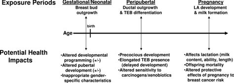 Timeline Highlighting The Critical Periods Of Mammary Gland Development Download Scientific