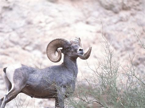 Annual Ram Recognition And Sheep Clinic Arizona Desert Bighorn Sheep