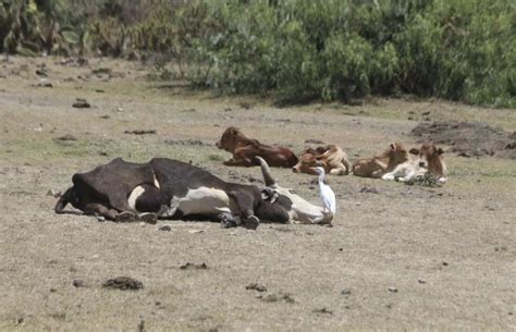 Warrap Records 7 More Anthrax Cases The Radio Community