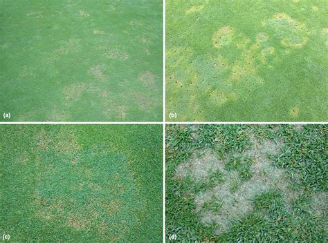 Pythium Patch Penn State Turfgrass Pest Diagnostic Lab