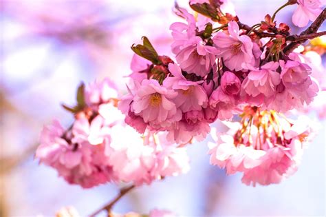 Free Pink Sakura Sakura Images Pixabay