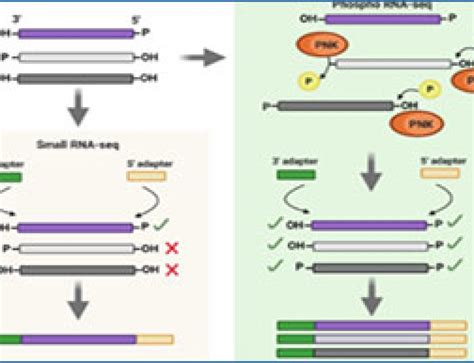 Full Length RNA Seq From Single Cells Using Smart Seq2 RNA Seq Blog