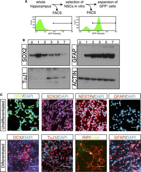 In Vivo Fate Analysis Reveals The Multipotent And Self Renewal