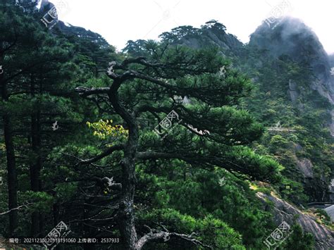 高山松树林风景图片 山景区 旅游景点 摄影素材 汇图网www huitu