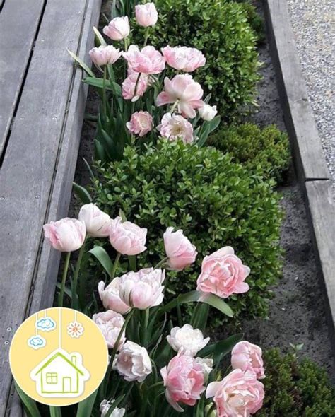 Дачные хитрости полезные советы для садоводов 🌸 дача идеи Интересный контент в группе