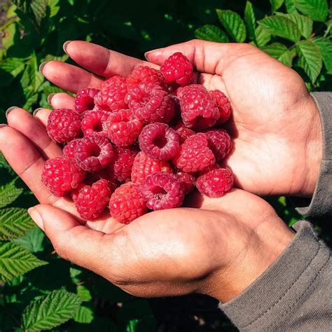 Bruny Island Raspberry Farm Dining Tas