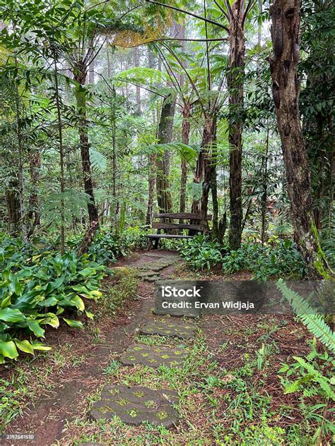 우뚝 솟은 나무와 활기찬 양치류가 있는 울창한 숲을 통과하는 길 0명에 대한 스톡 사진 및 기타 이미지 0명 가을 경관 Istock