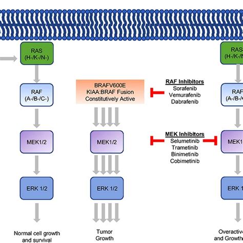 Mitogen Activated Protein Kinase Map Kinase Pathway Inhibition The Download Scientific