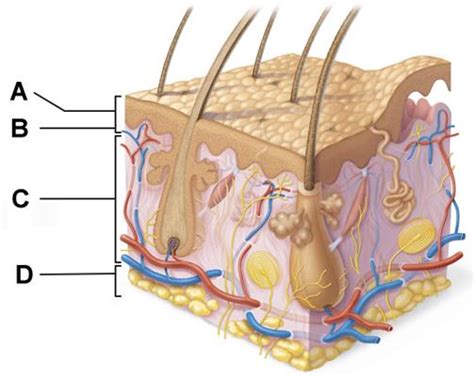 Aandp Chapter 5 The Integumentary System Flashcards Easy Notecards