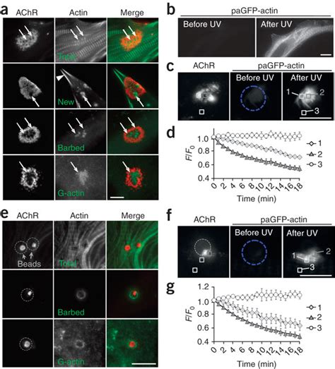 Regulation Of Actin Dynamics By Adf Cofilin In Spontaneous And Synaptic Download Scientific