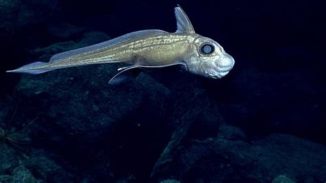 Wondrous New Species Found In The Depths Of Marianas Trench