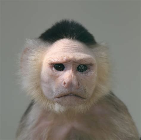 Retrato Do Macaco Do Capuchin Foto De Stock Imagem De Cabelo