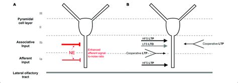 Anatomy And Synaptic Plasticity Of The Piriform Cortex A The