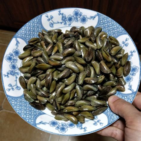 海瓜子带壳吃吗 海瓜子的壳可以吃吗 海瓜子深海 大山谷图库