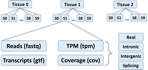 github kuanhao chao transcript quantifier assessment 🩺 assessing stringtie salmon and