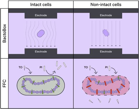 Gustav Skands På Linkedin Comparison Of Impedance And Fluorescence Flow Cytometry ⋆ Sbt