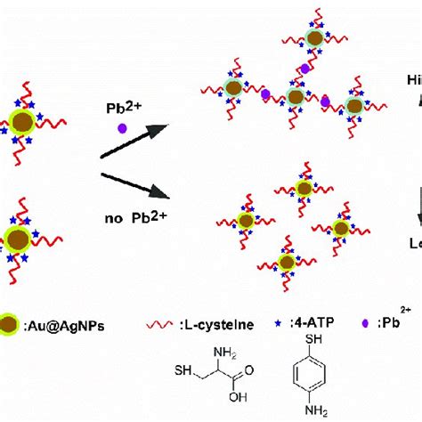 Scheme 1 Schematic Illustration Of The Detection Of Pb 2 Based On The Download Scientific