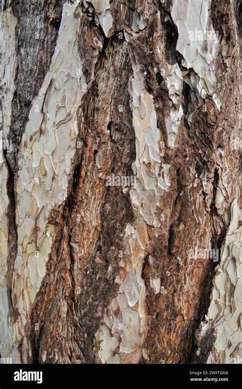 Pine Tree Bark Pinus Sylvestris Texture Close Up European Red Pine With A Scaly Surface Old