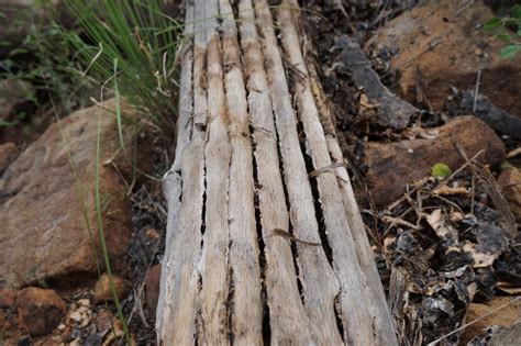 무료 이미지 선인장 가시 자연 들 목재 마른 가뭄 나무 트렁크 식물 줄기 5456x3632 Meme Grillo 1595403 무료 이미지